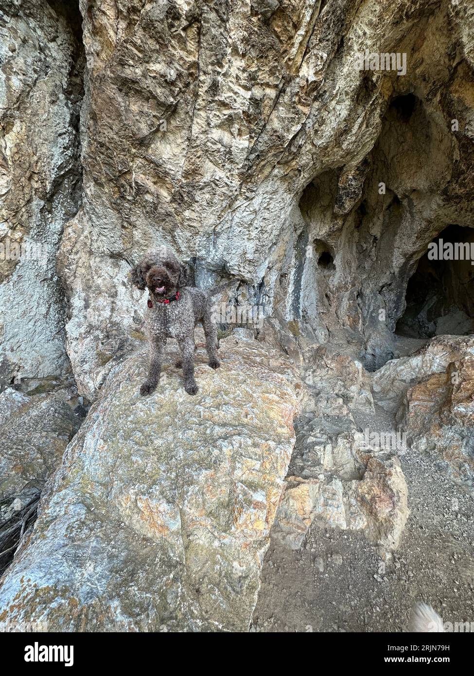 A grey poodle standing on the cliff, blending with the rocks Stock ...