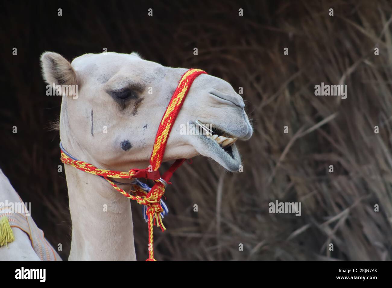 Camelus dromedarius teeth hi-res stock photography and images - Alamy