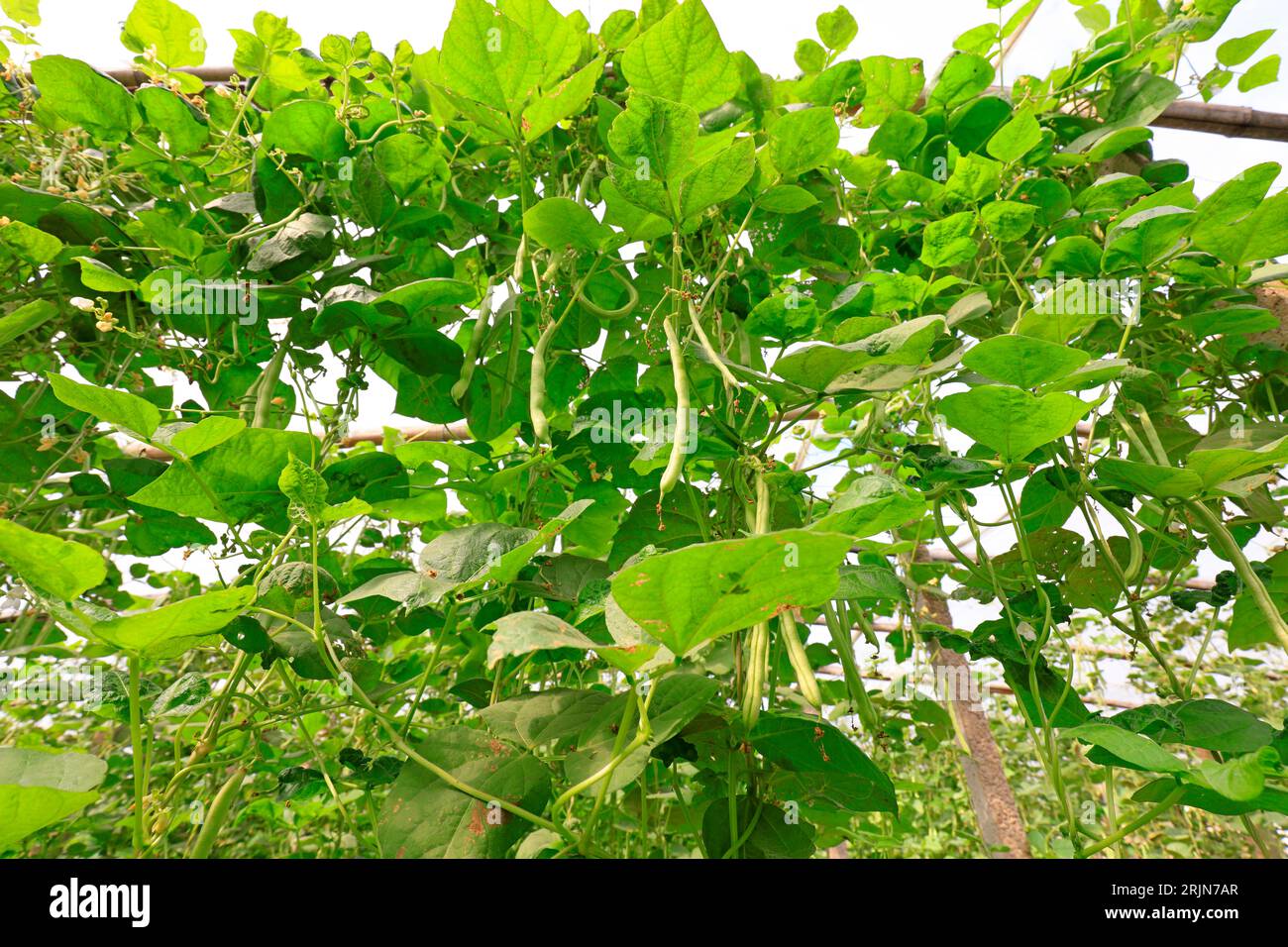 Bean plant phaseolus seedling hi-res stock photography and images - Alamy