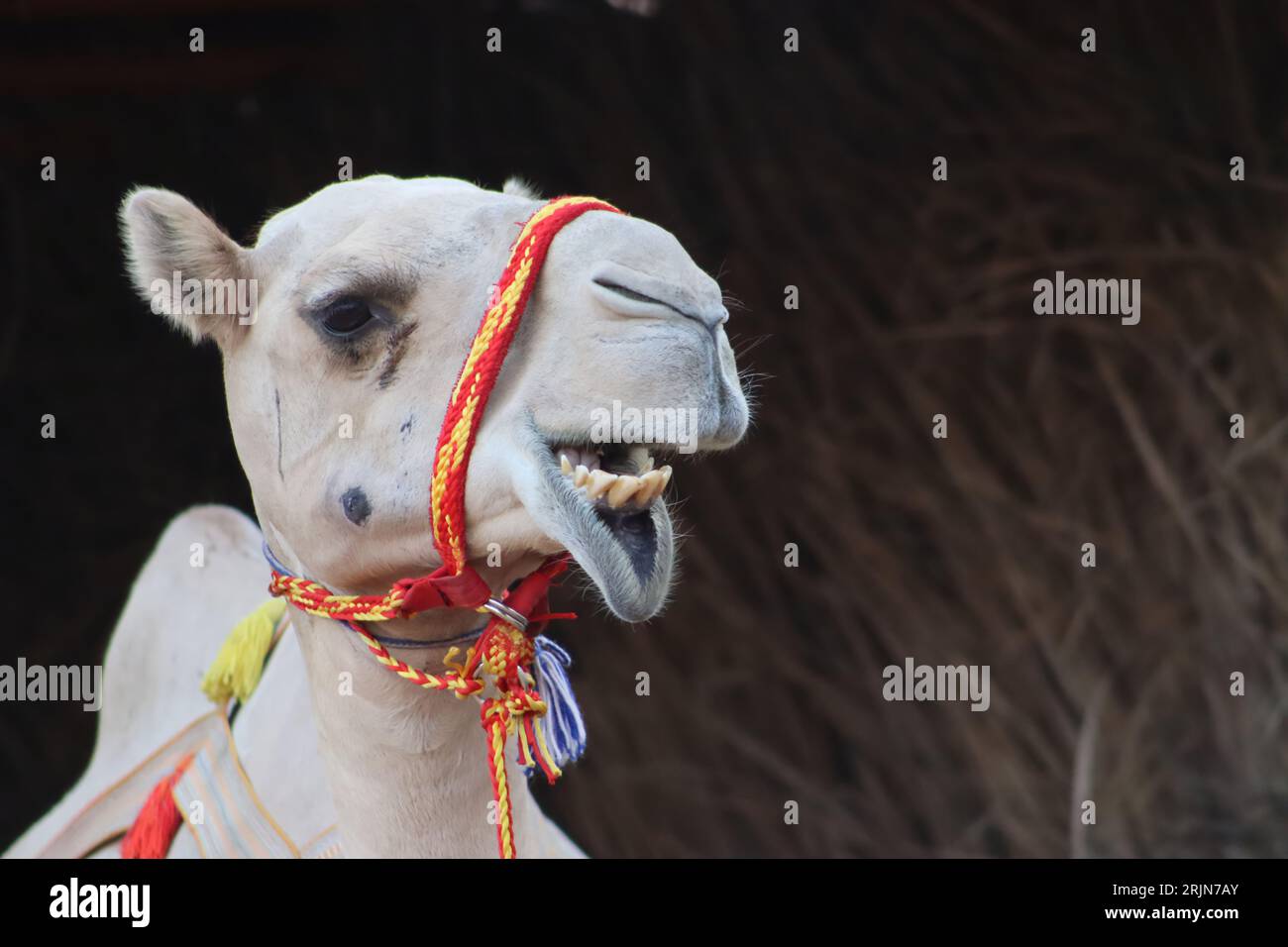 Camelus dromedarius teeth hi-res stock photography and images - Alamy