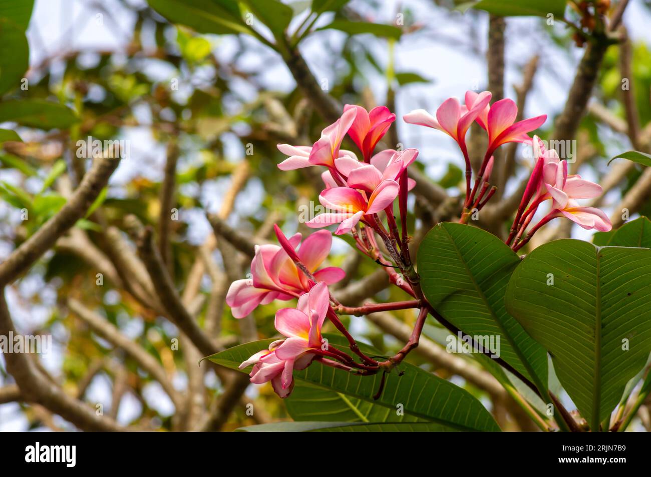 Pink Kamboja flower (Plumeria), a genus of flowering plants in the ...