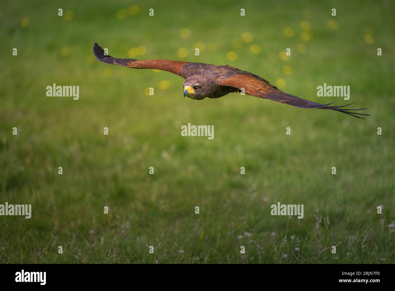 A harris's hawk in flight with intense eyes wings spread with a nice ...