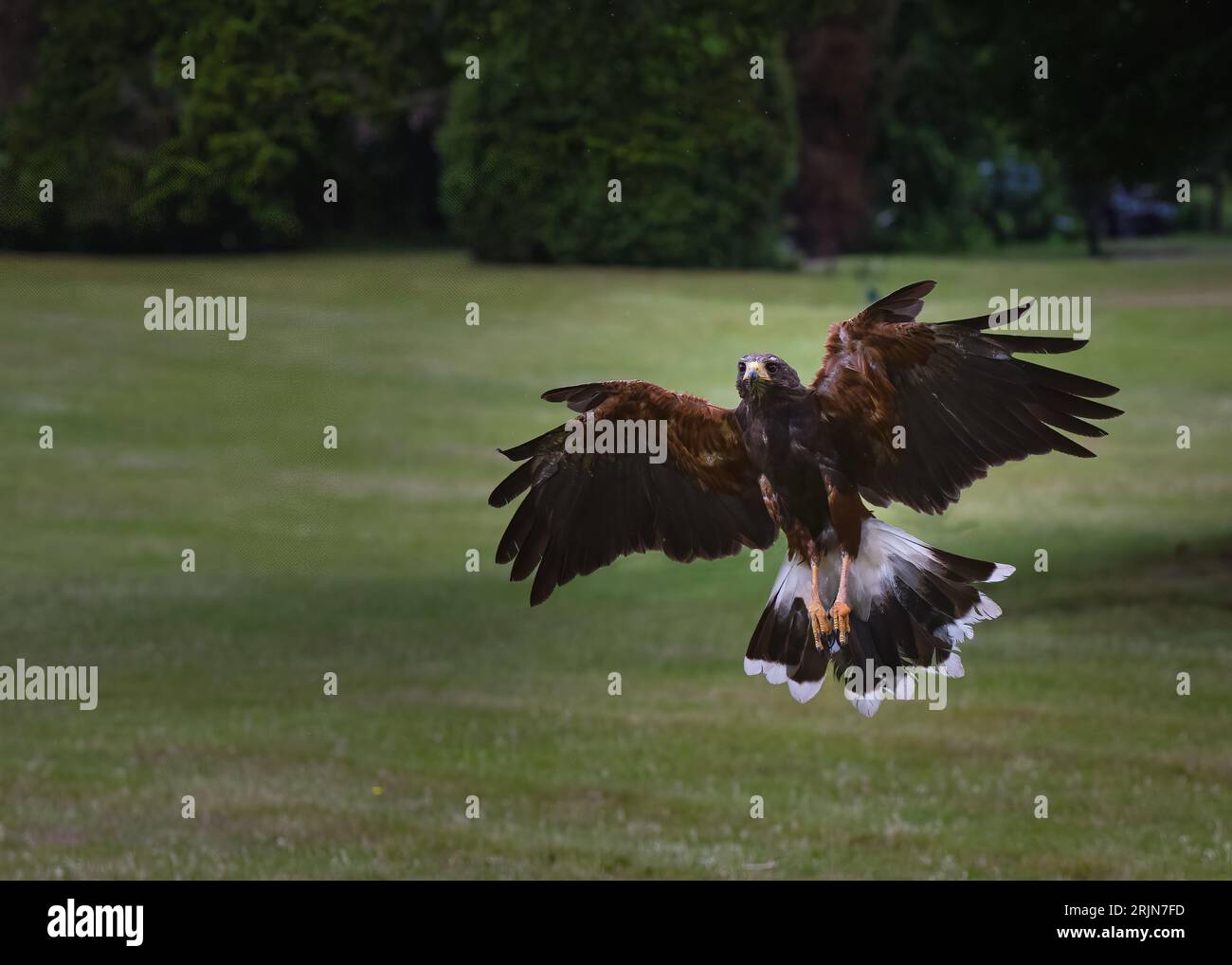 A Harris's hawk in flight with intense eyes wings spread with a nice ...