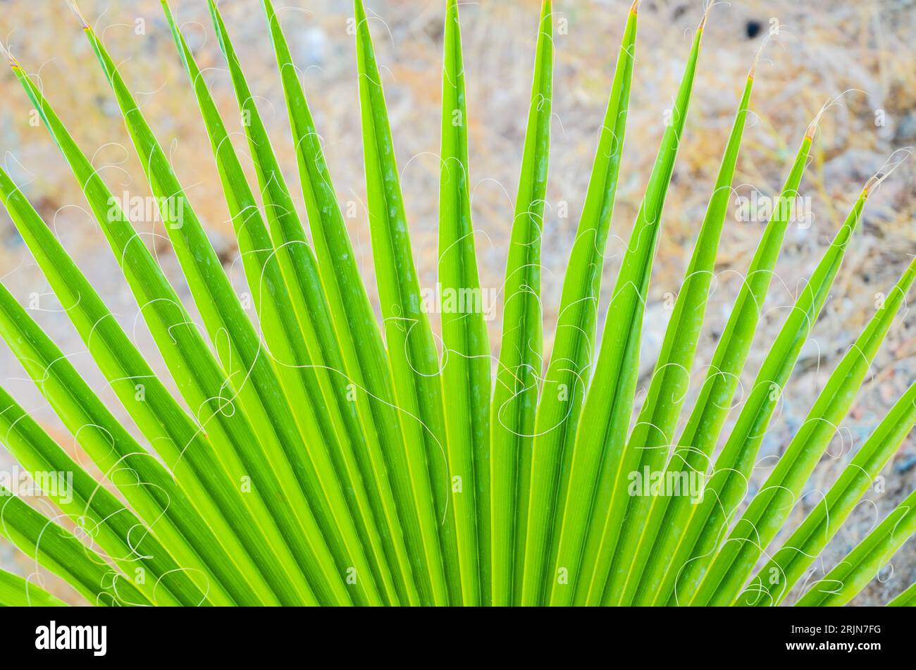 A lush green tropical Washingtonia filamentous plant in front of a ...
