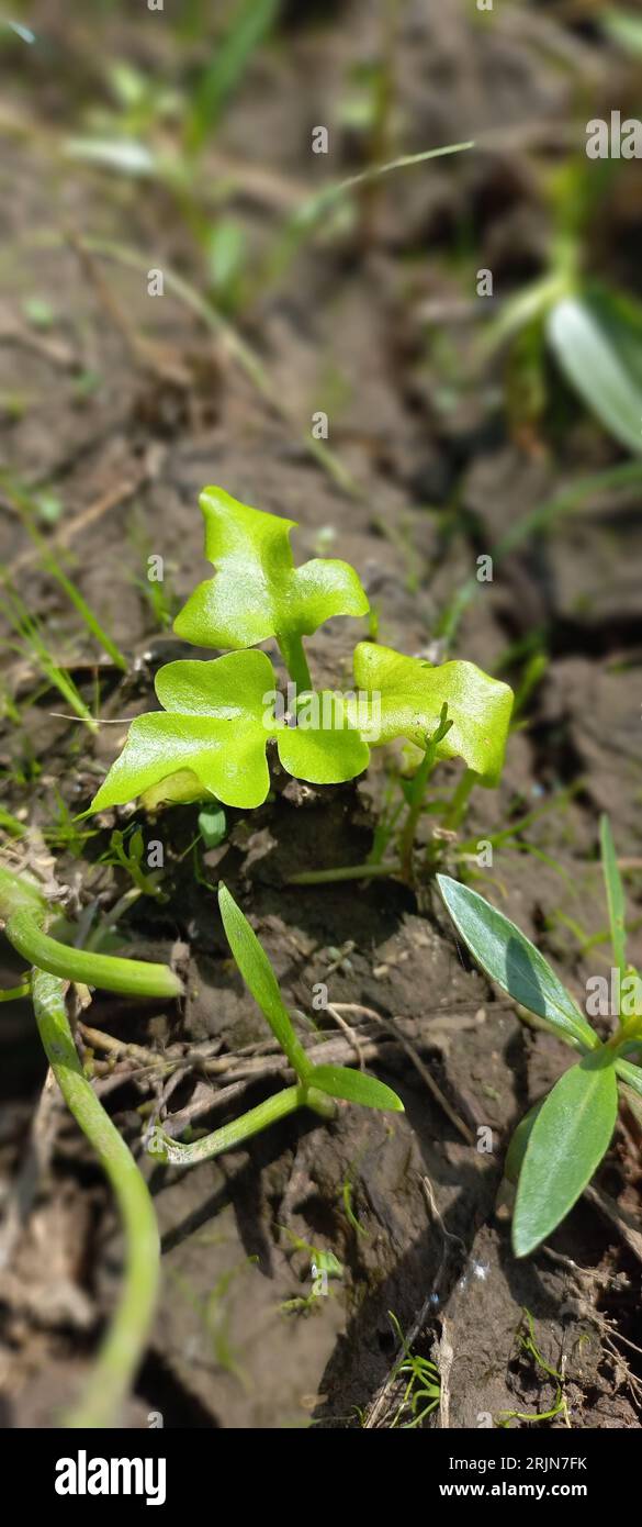 A vibrant green plant sprouting from the soil Stock Photo - Alamy