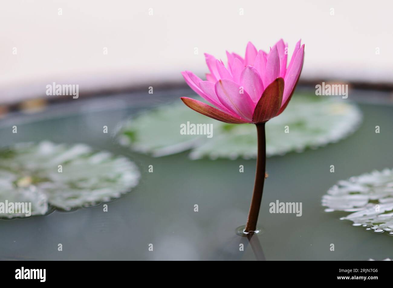 Lotus flower side view hi-res stock photography and images - Alamy