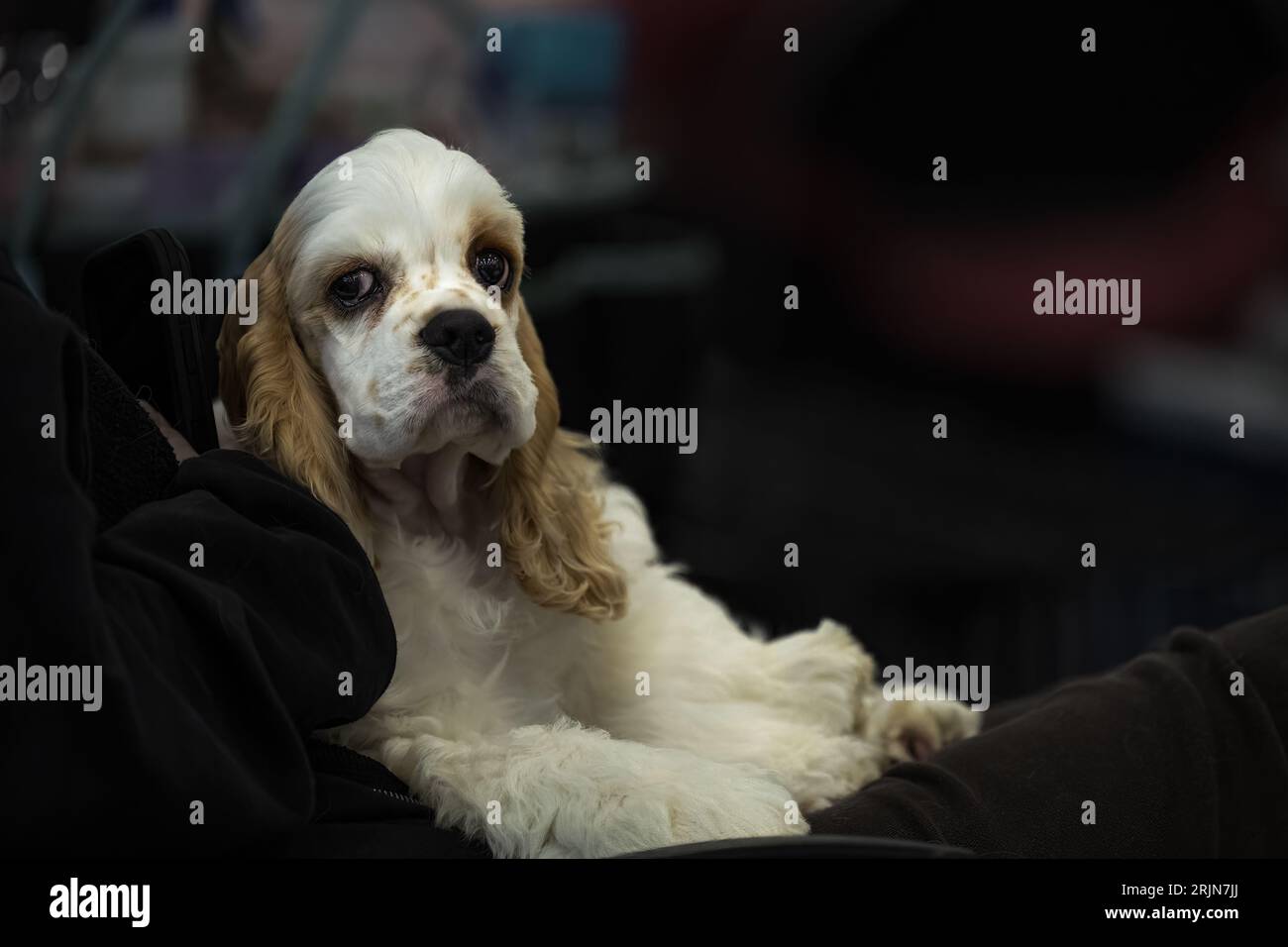 A cocker spaniel puppy sitting in the lap of its owner with a dark ...