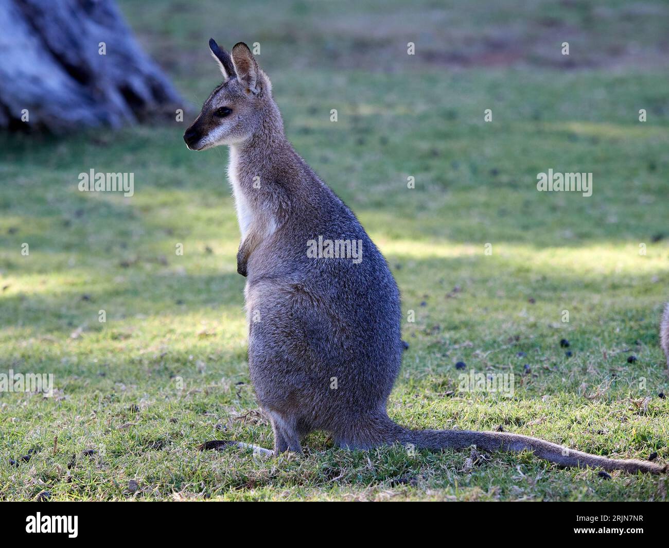 Wallaby, marsupial, facing side on with natural grass background ...