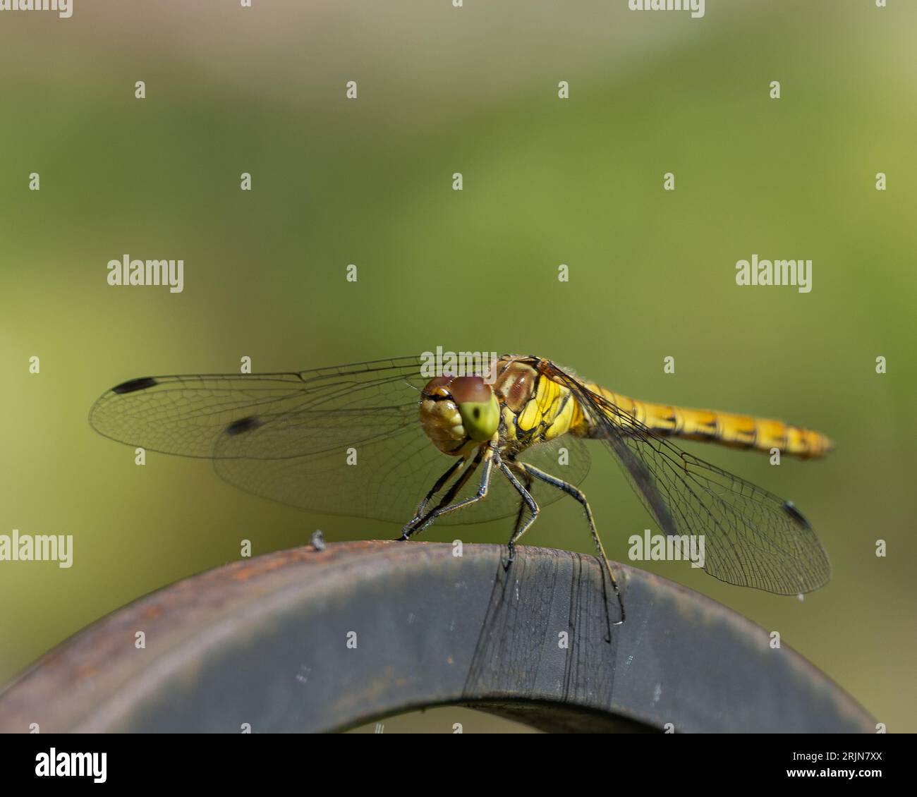 A resting female Southern Hawker dragonfly Stock Photo - Alamy