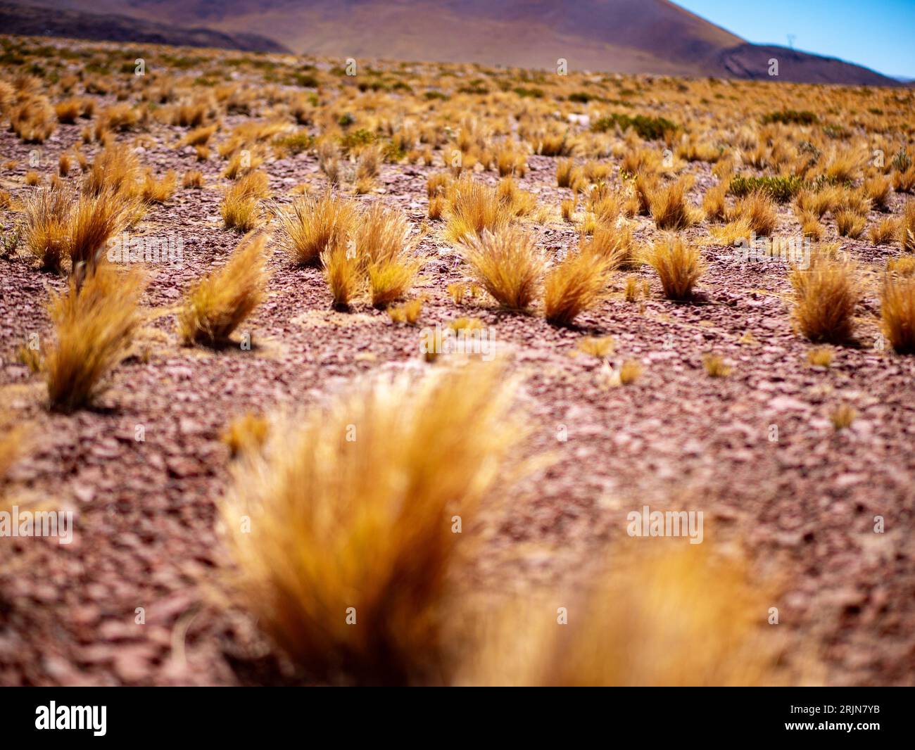 The landscape of Paja Brava, San Pedro de Atacama with a field of grass ...
