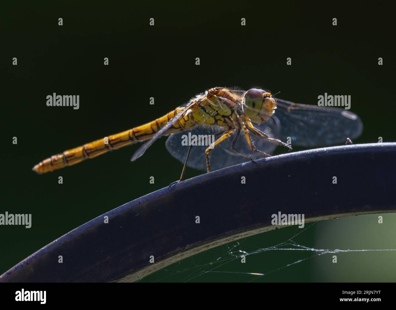 A resting female Southern Hawker dragonfly Stock Photo - Alamy