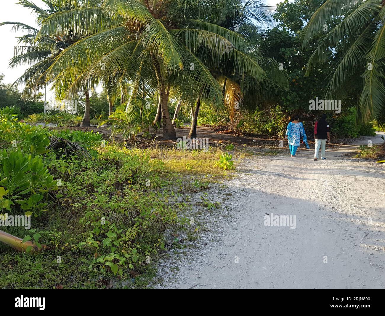 A path in a park surrounded by palm trees with two people strolling in ...