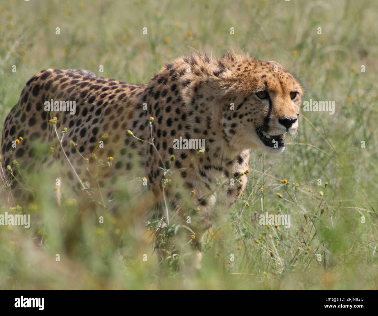 A majestic cheetah striding through a vibrant, verdant landscape Stock ...