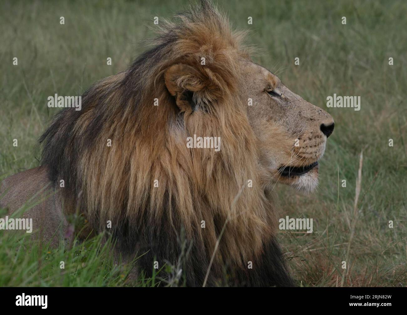 A majestic male lion lying in a lush grassy field, looking off into the ...