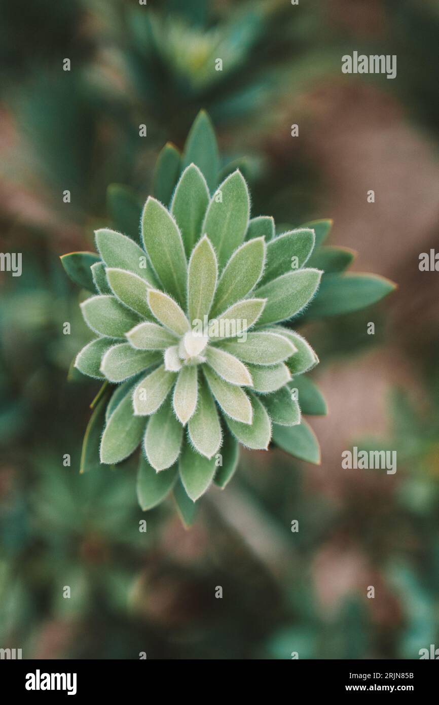 Silver tree hi-res stock photography and images - Alamy