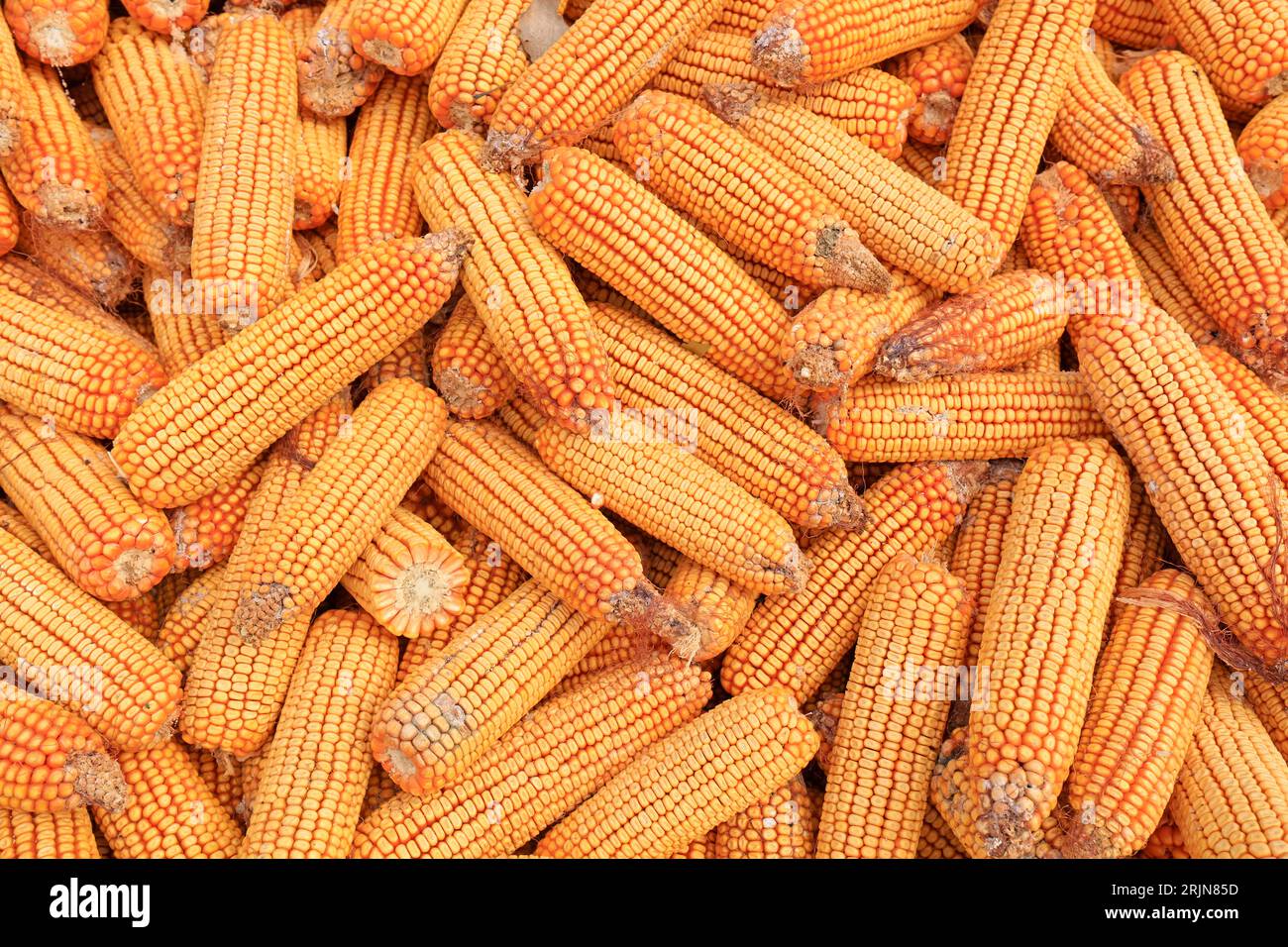 corn stacked together Stock Photo - Alamy