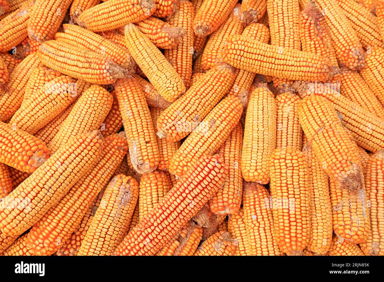 corn stacked together Stock Photo - Alamy