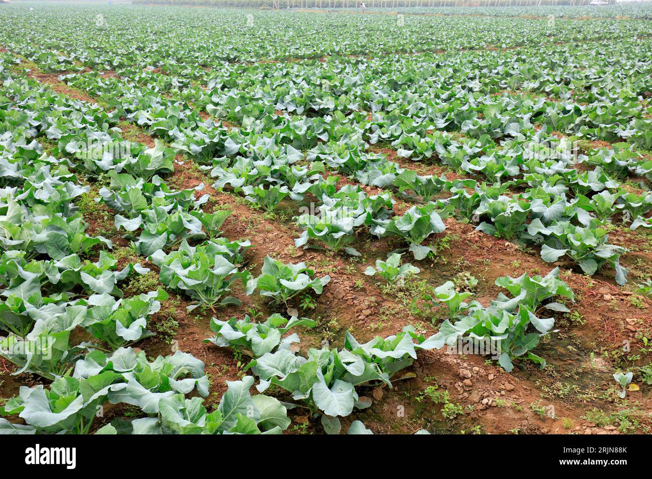 planting of cauliflower in patches Stock Photo - Alamy