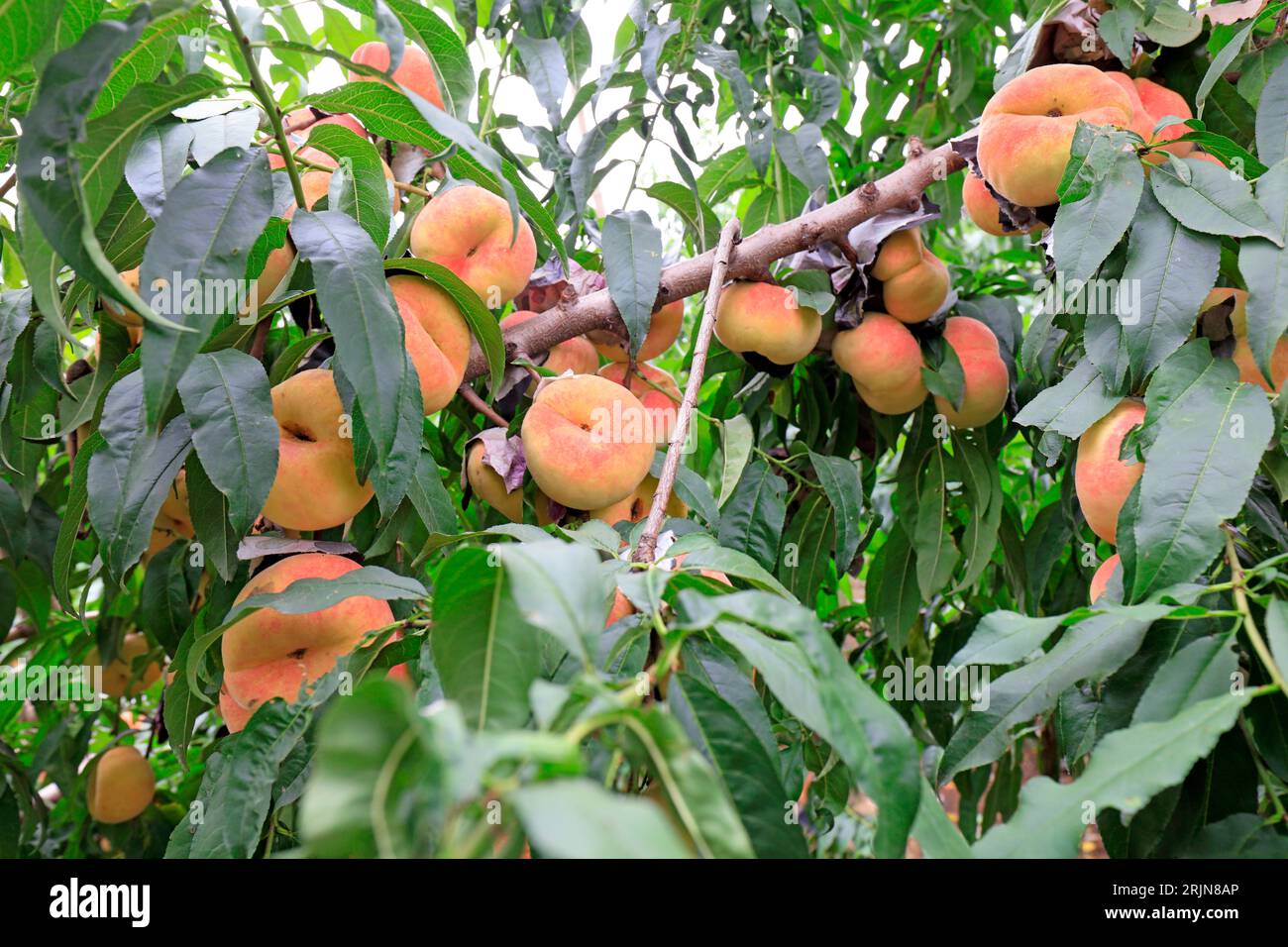 Peaches growing on tree branches hi-res stock photography and images ...