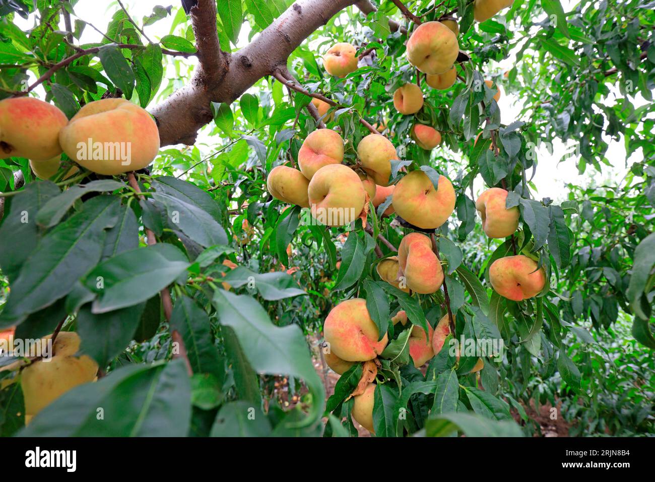 Peaches growing on tree branches hi-res stock photography and images ...