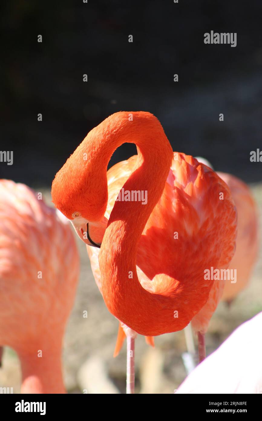 Two pink flamingos standing side-by-side in an arid desert landscape ...