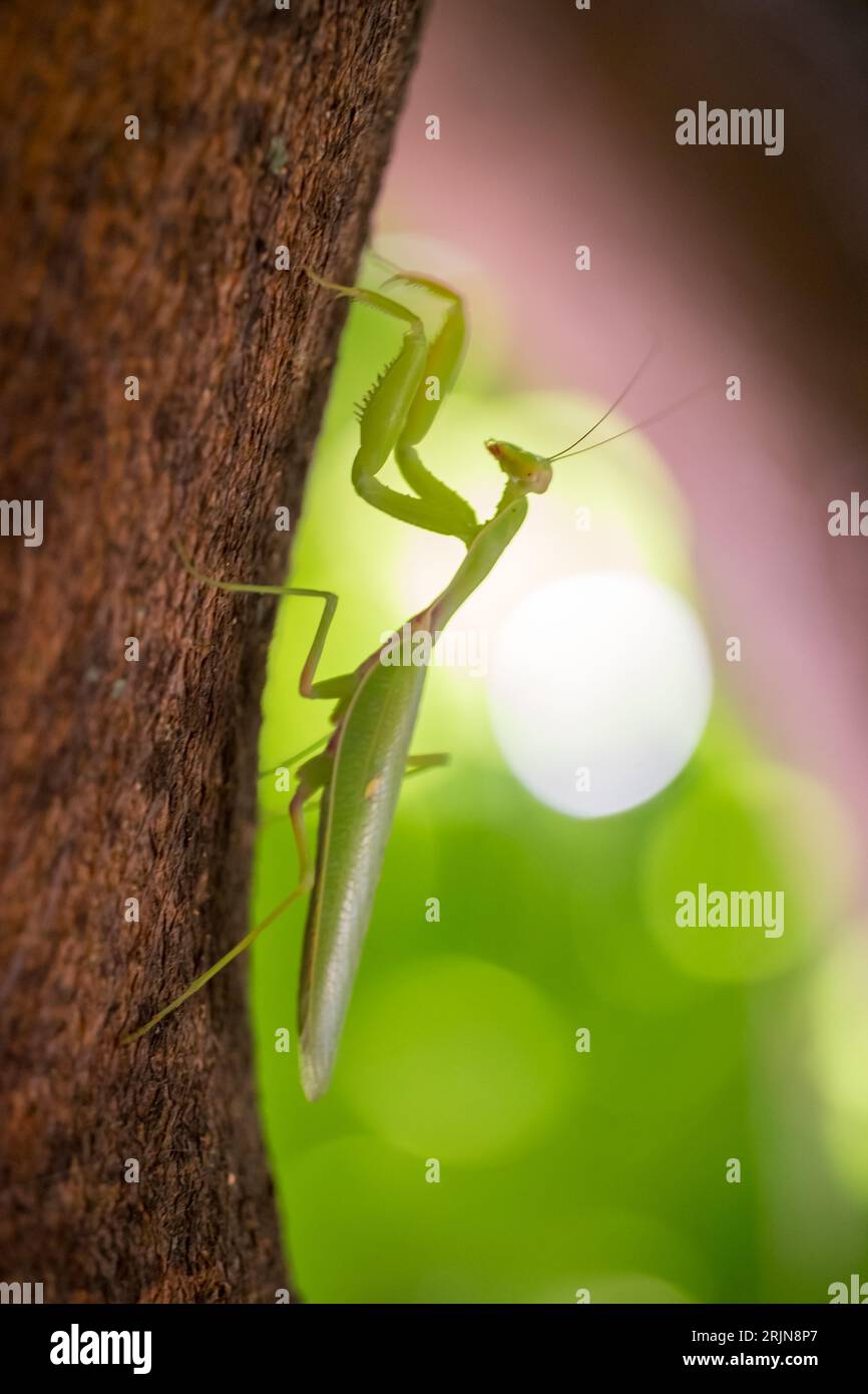 Wildlife mantis hi-res stock photography and images - Alamy