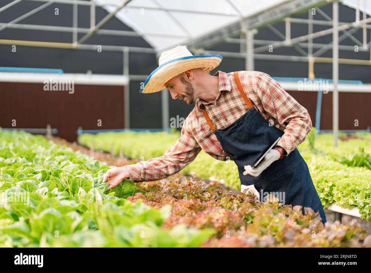 Happy male gardener smiling inspects quality of green vegetable in ...