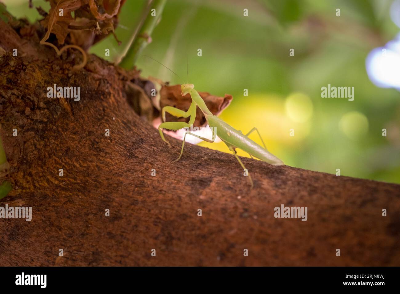 Mantis mantises hi-res stock photography and images - Alamy