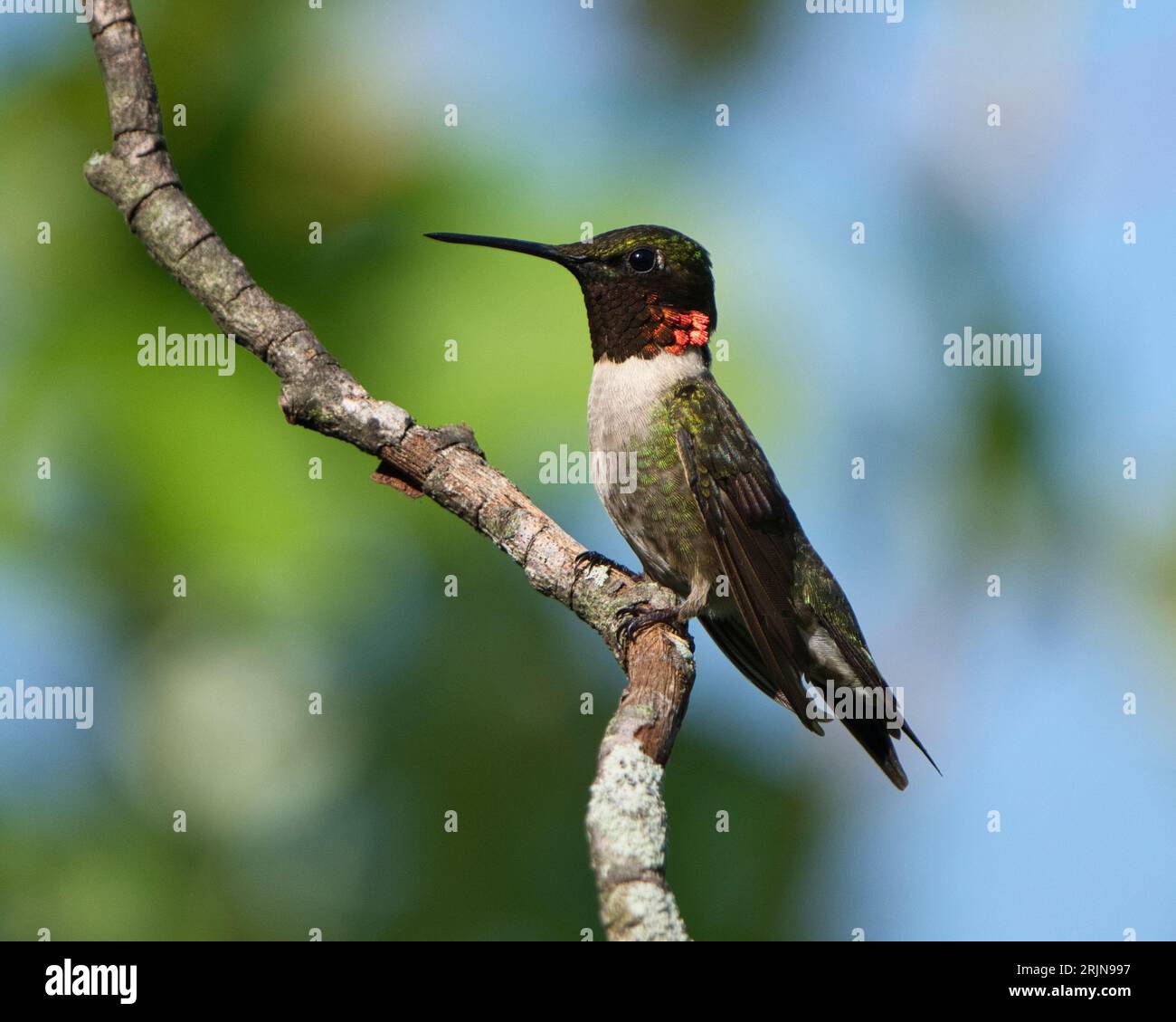 A vibrant male ruby-throated hummingbird perched atop a slender tree ...