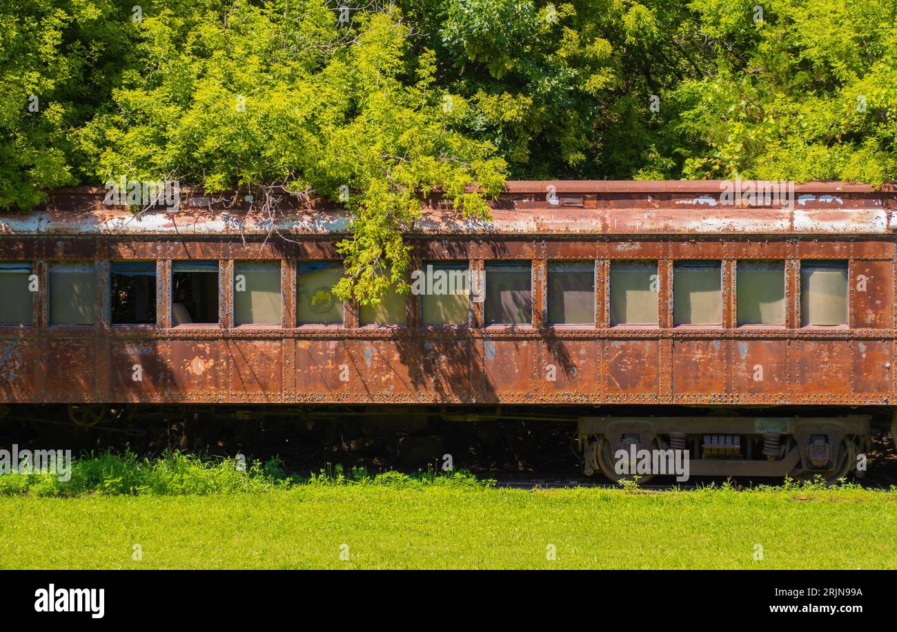 A vintage train abandoned in a forest, with foliage growing around it ...