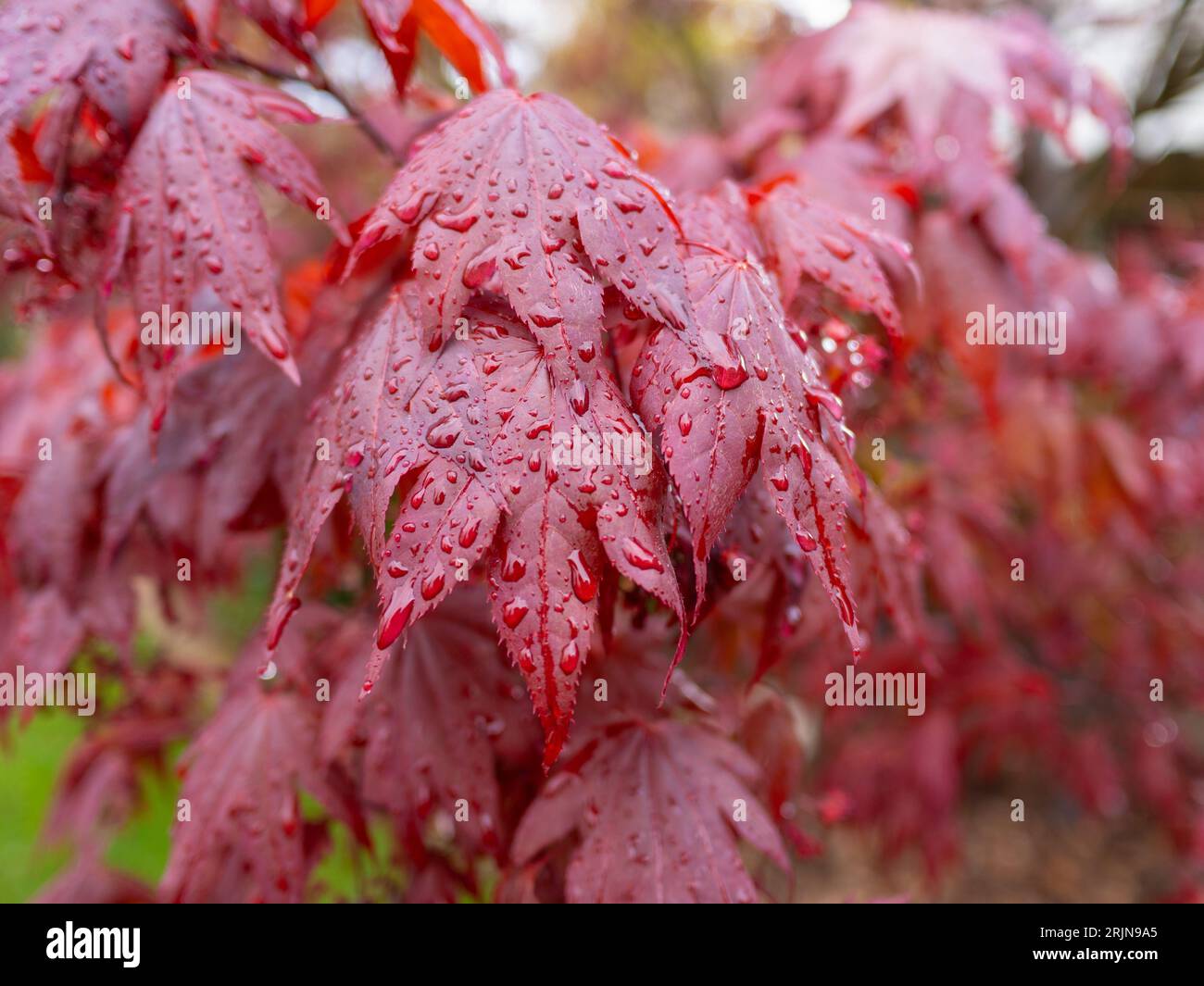 Scarlet red japanese maple hi-res stock photography and images - Alamy