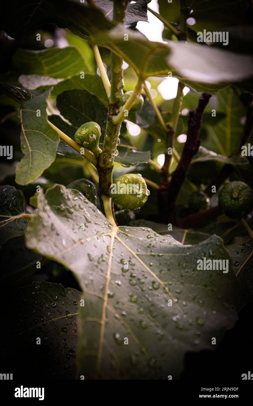 A lush green fig tree with droplets of water glistening on its leaves ...