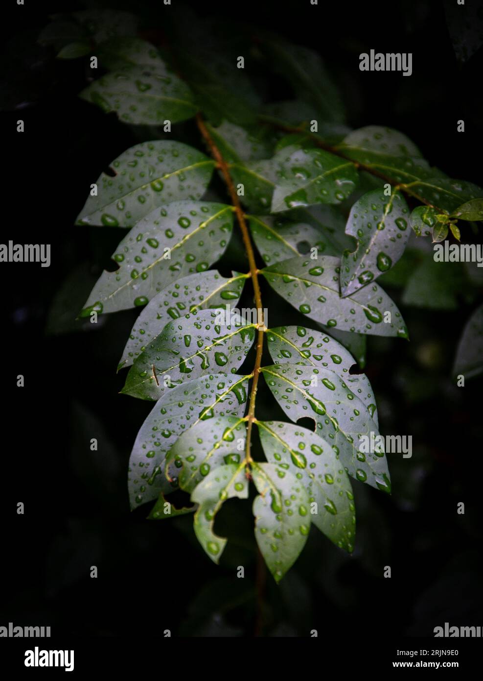 A lush green plant with dewy water droplets on its leaves, illuminated ...