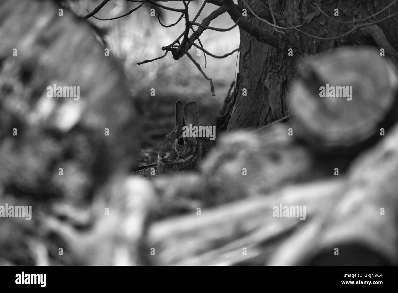 Black and white picture of a rabbit laying on the forest floor beside a ...