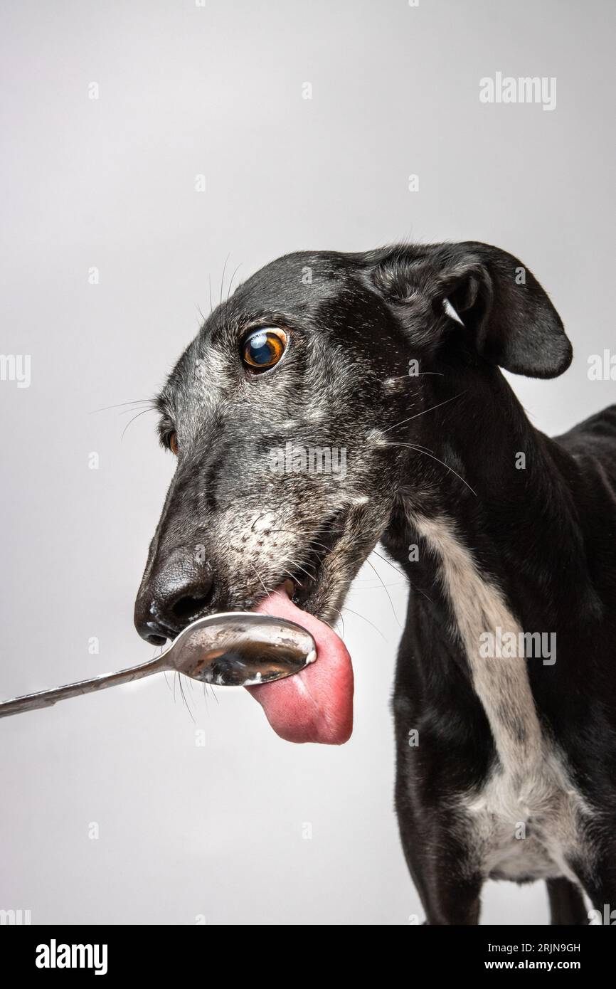 A portrait of a greyhound dog eating from a spoon Stock Photo - Alamy