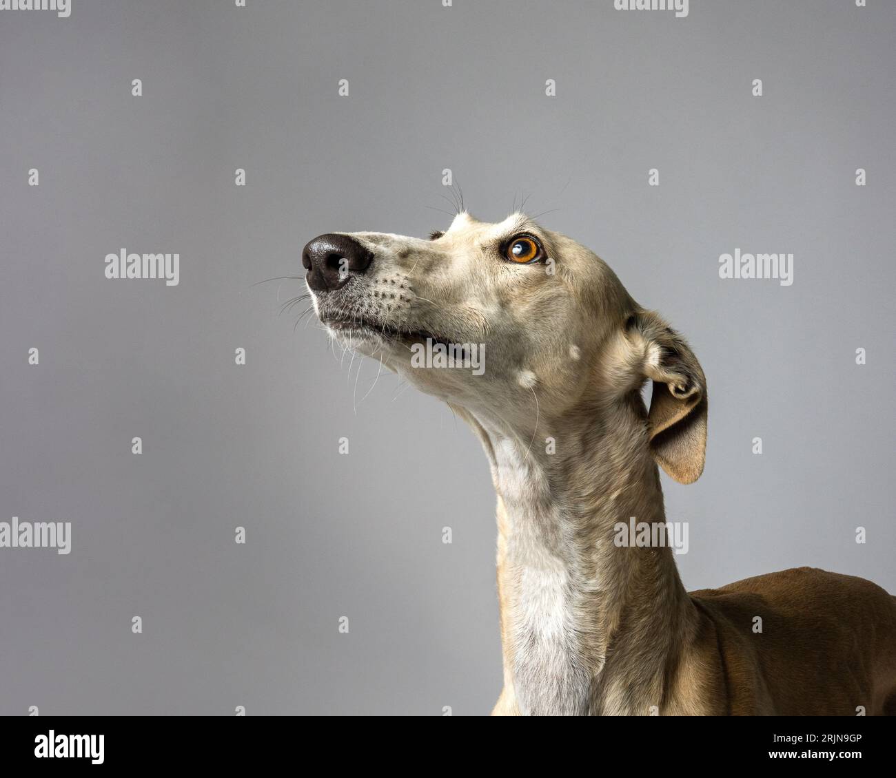 A portrait of a greyhound dog on a grey background Stock Photo - Alamy