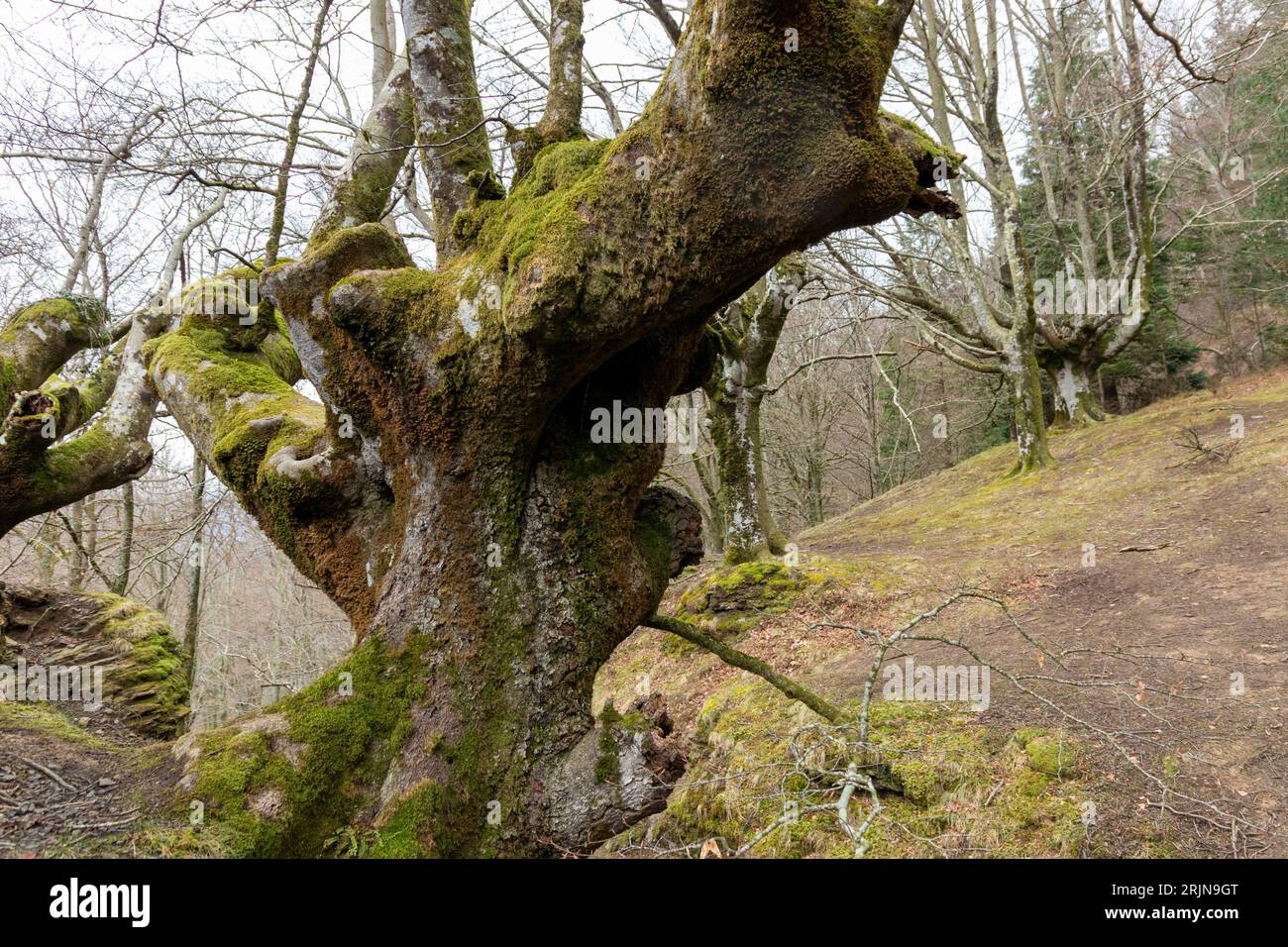 Enchanting Autumn: Capturing the Vibrant Palette of a Vizcayan Hayedo ...