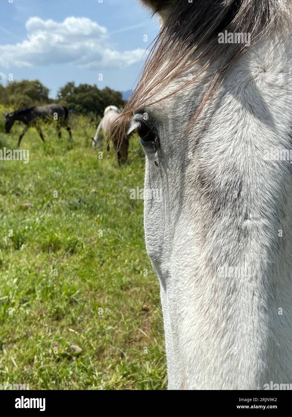 A close-up shot of a horse with a deep gaze, looking off into the ...