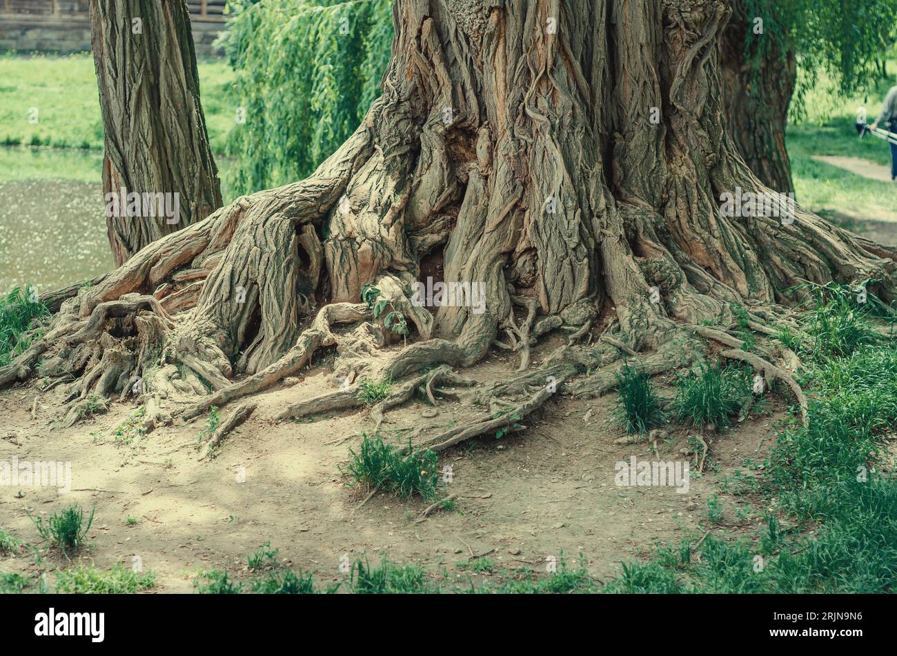 The roots of an old acacia tree in old park Stock Photo - Alamy