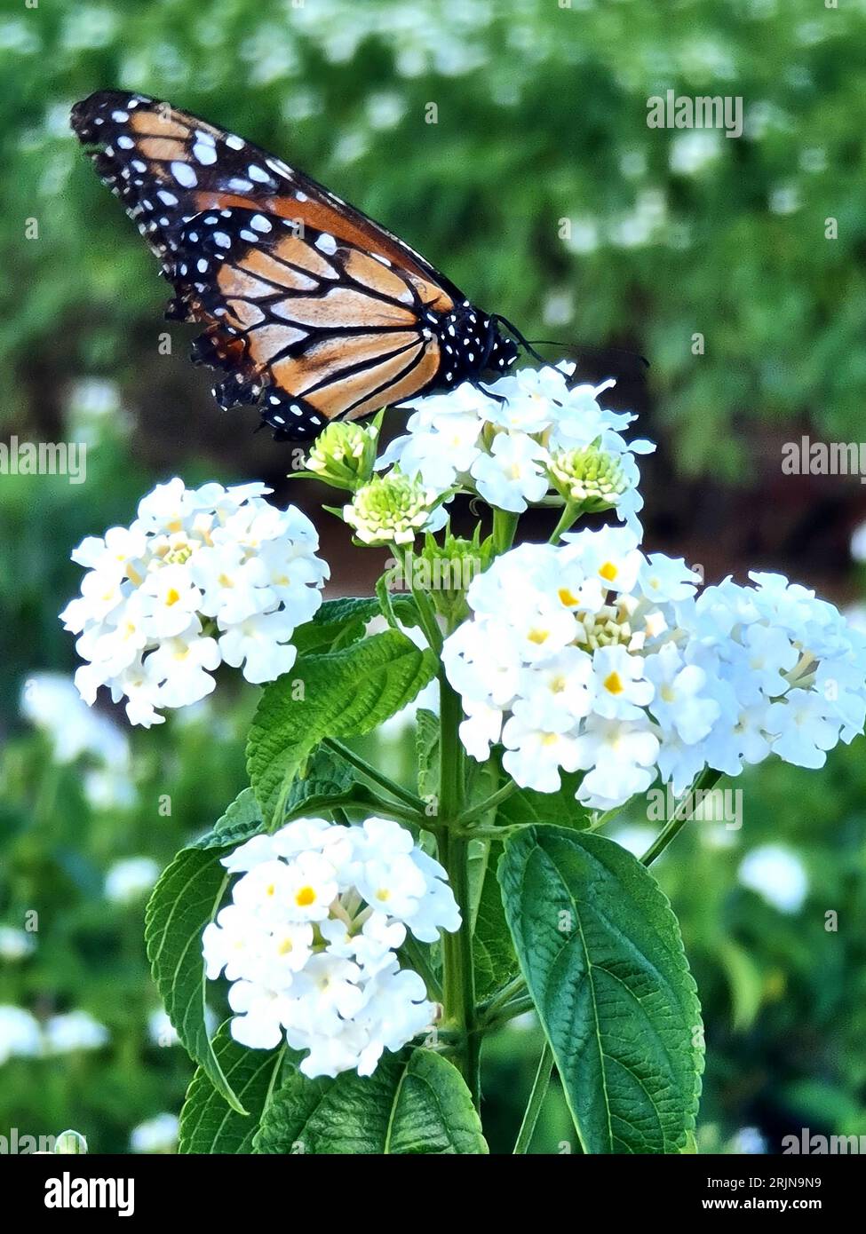 The monarch butterfly on a cluster of white lantana Stock Photo - Alamy