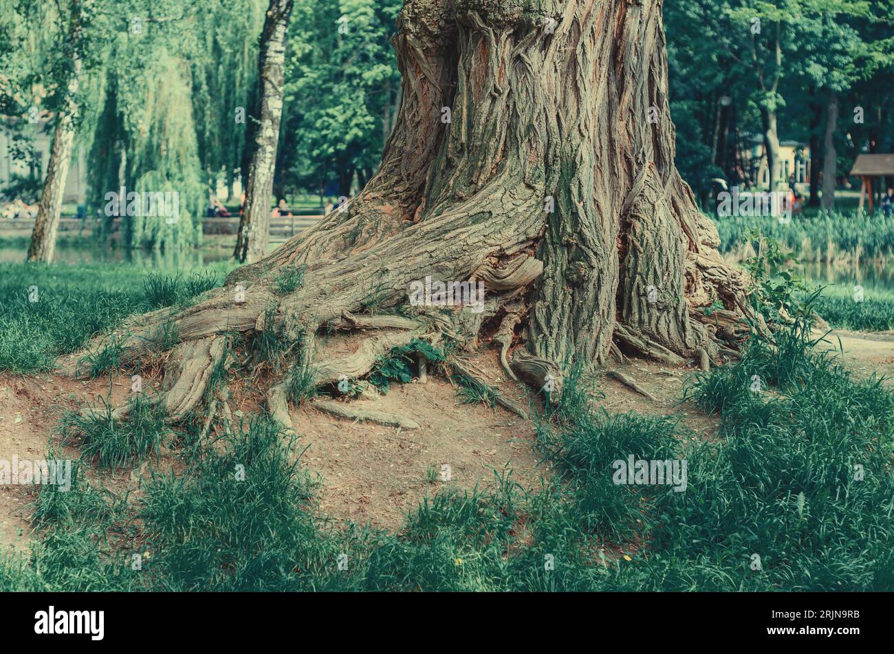 Old acacia roots in park Stock Photo - Alamy