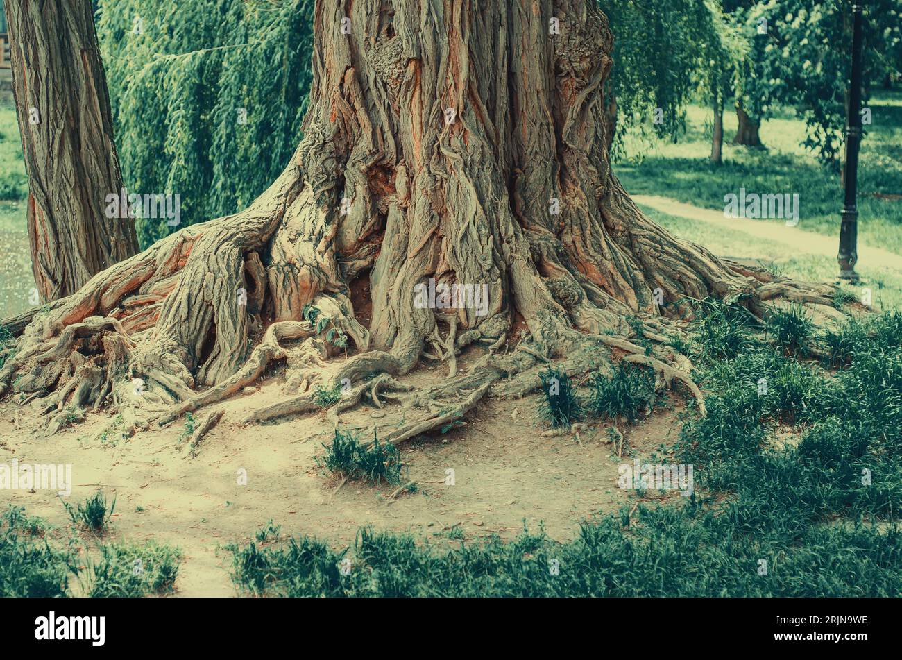 Old acacia tree hi-res stock photography and images - Alamy