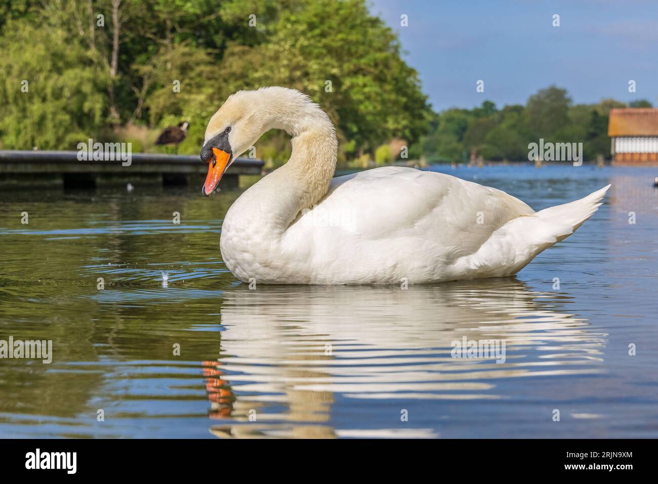 Swan full view hi-res stock photography and images - Alamy