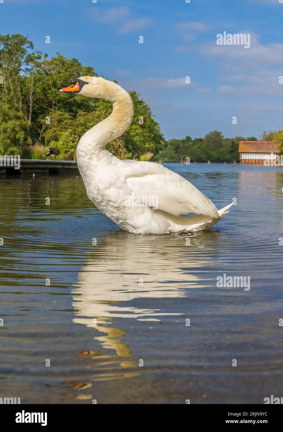 Swan full view hi-res stock photography and images - Alamy