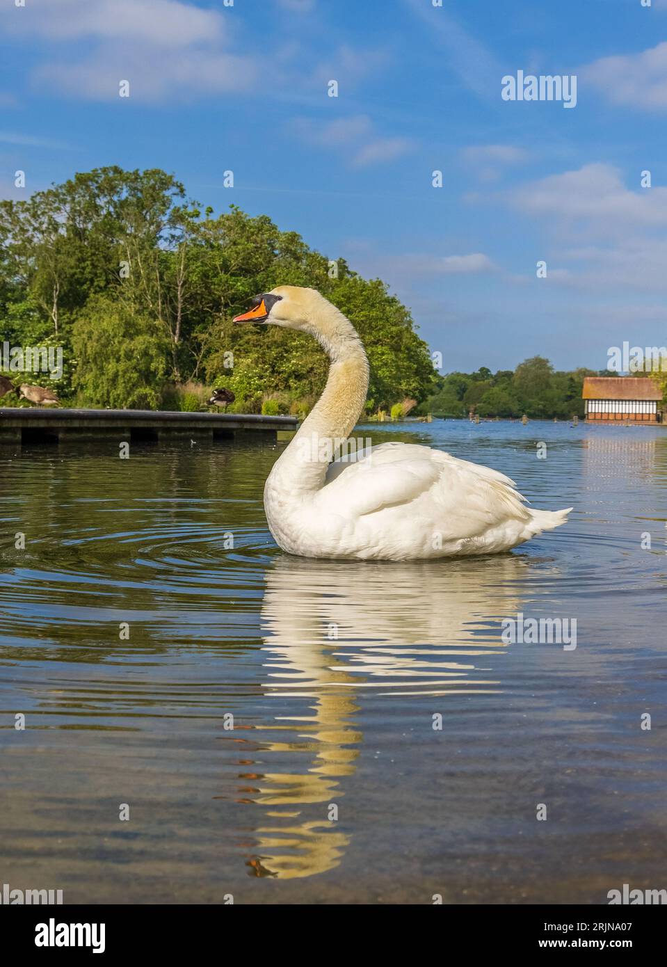 Swan full view hi-res stock photography and images - Alamy