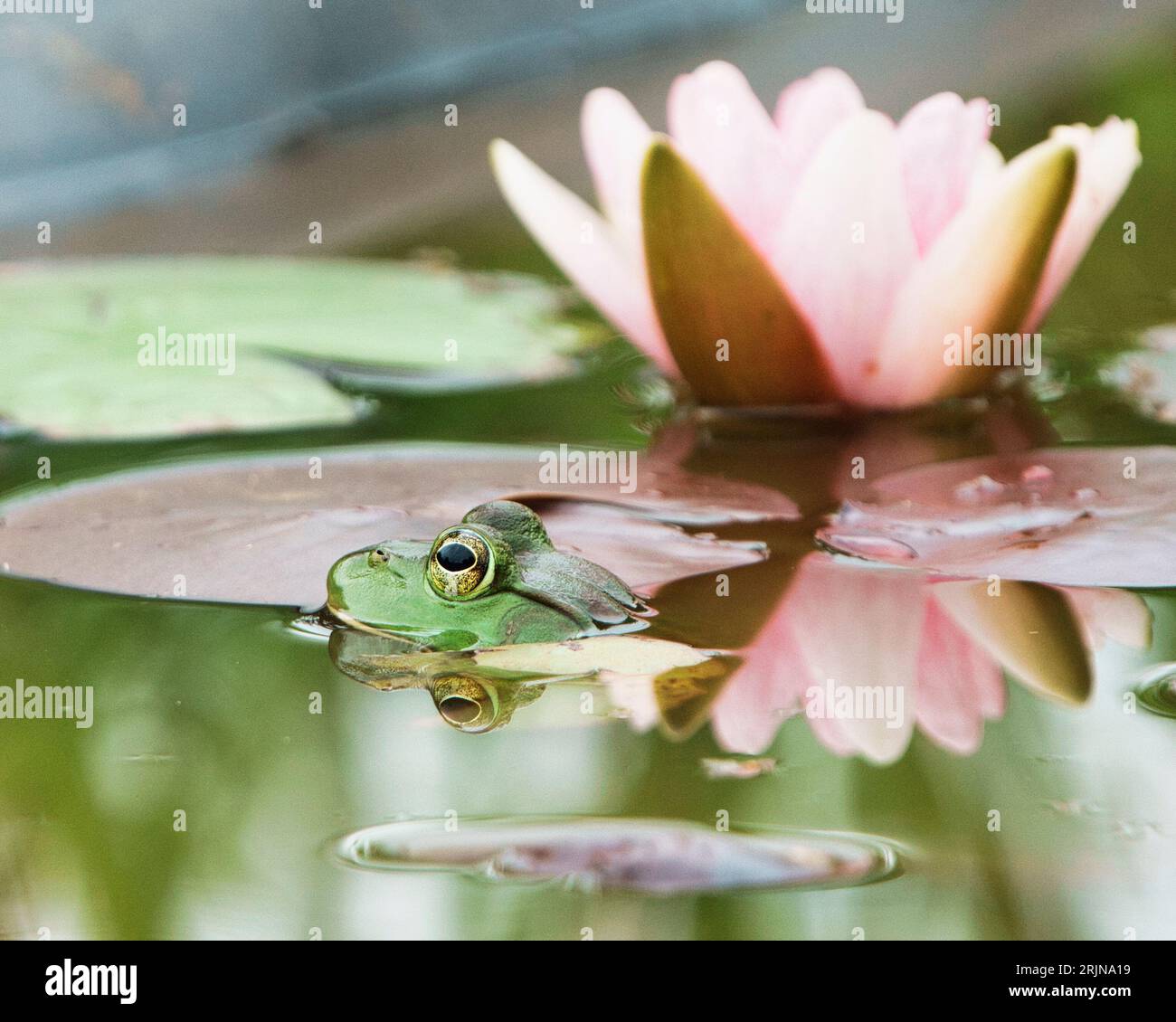 A close-up of a Pig frog swimming in the water next to a water-lily ...