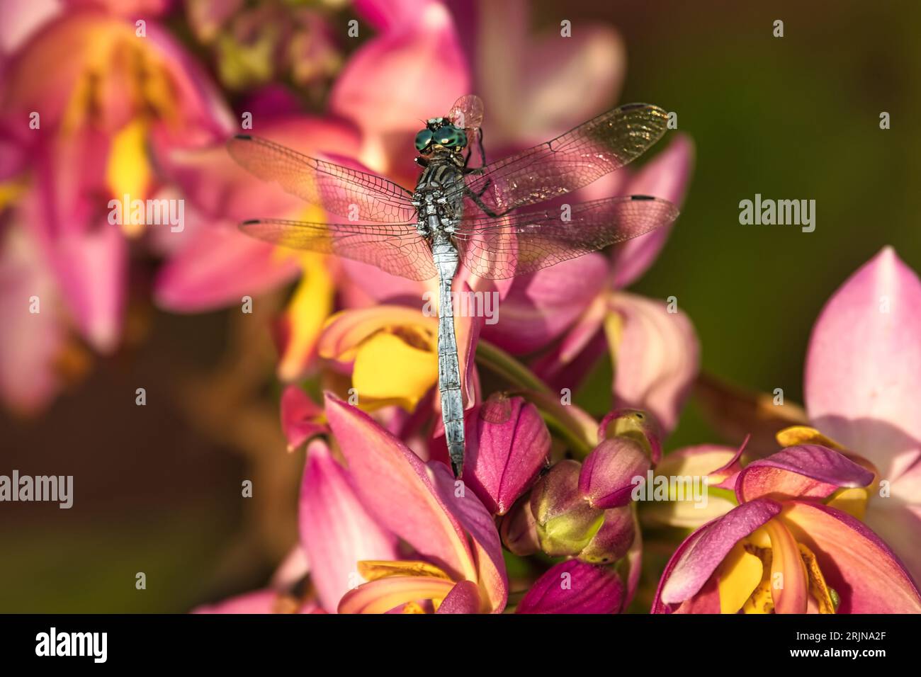 A dragonfly perched on the stem of a desert rose in a garden setting ...