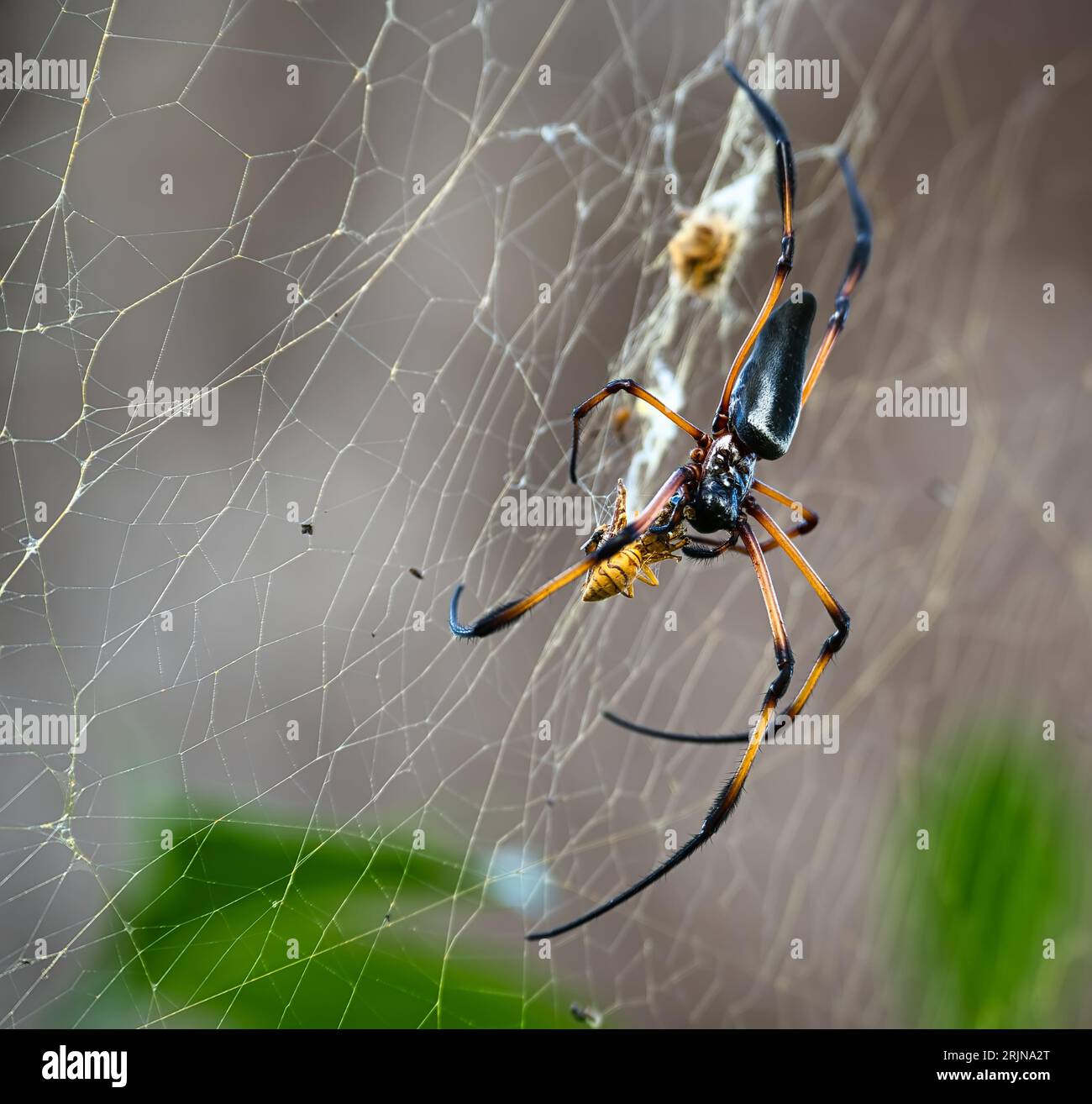 Closeup shot of a stunning Seychelles palm spider perched in its web in ...
