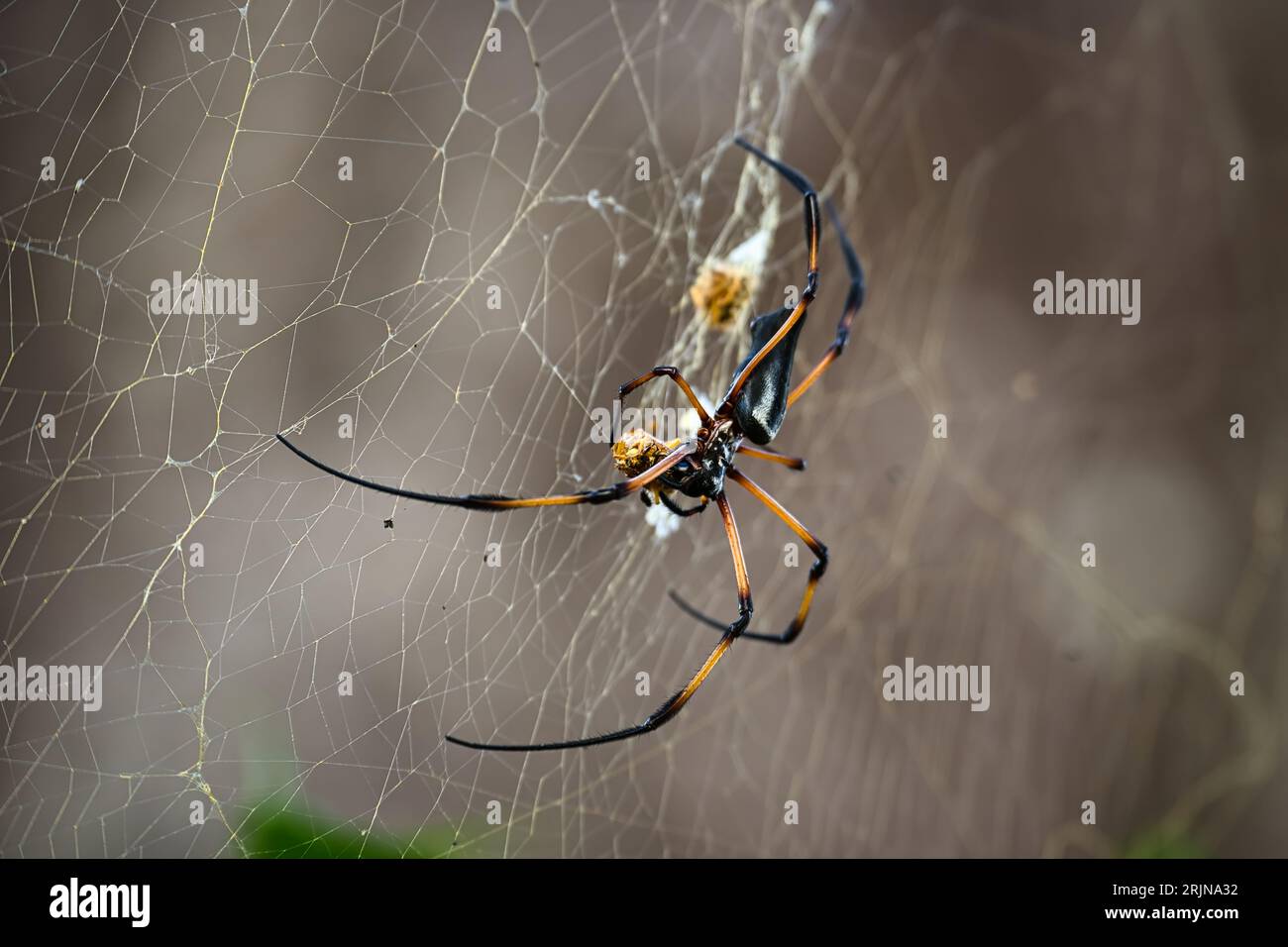 Spider in seychelles hi-res stock photography and images - Alamy