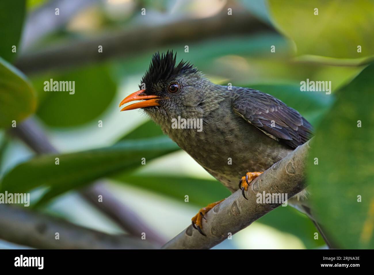 A close-up photograph of a Seychelles Bulbul, an endemic bird species ...